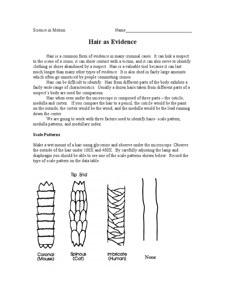 Hair As Evidence: Scale Patterns | PDF | Thymus | Hair