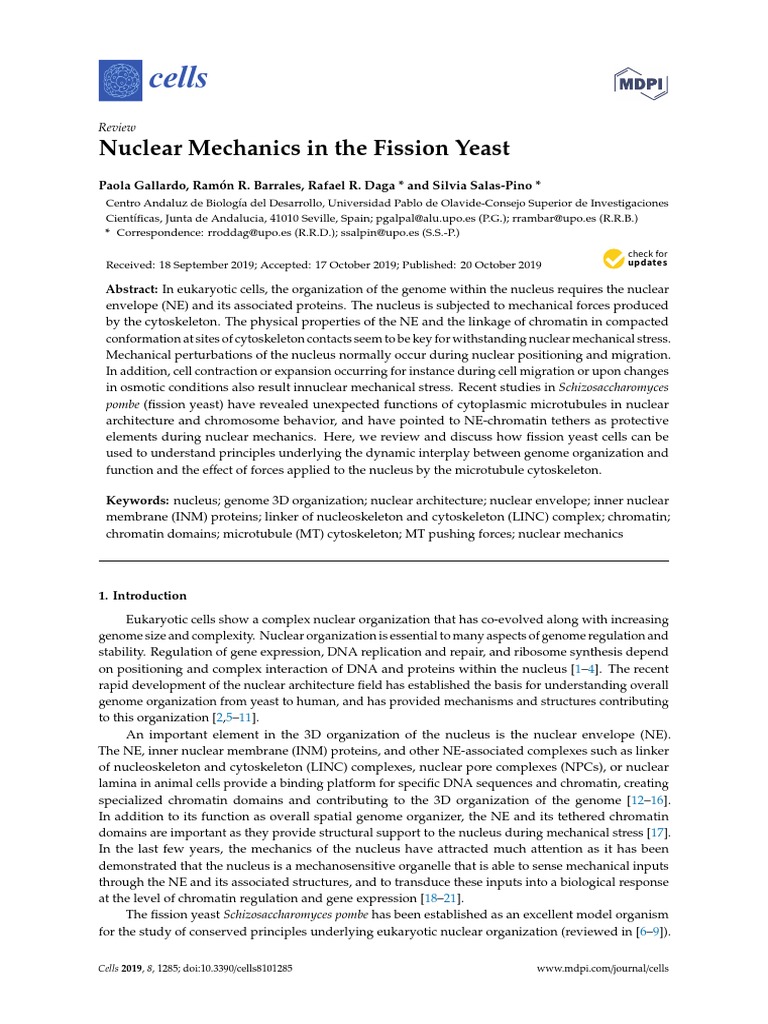 Nuclear Mechanics in The Fission Yeast | PDF | Cell Nucleus | Meiosis
