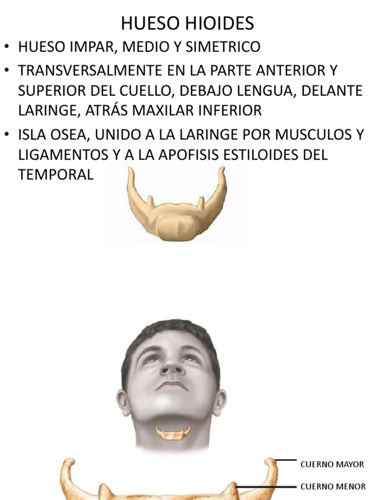 Hueso Hioides | PDF