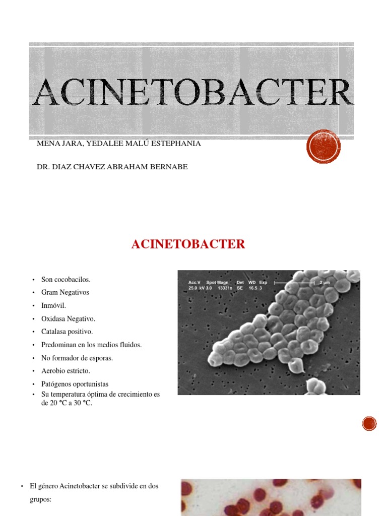 Acinetobacter Expo | PDF | Neumonía | Epidemiología