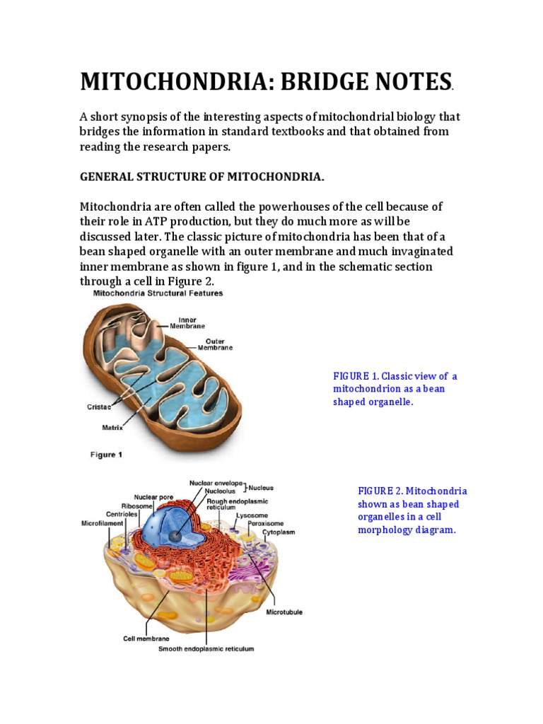 Mitochondria: Bridge Notes: General Structure of Mitochondria | PDF ...