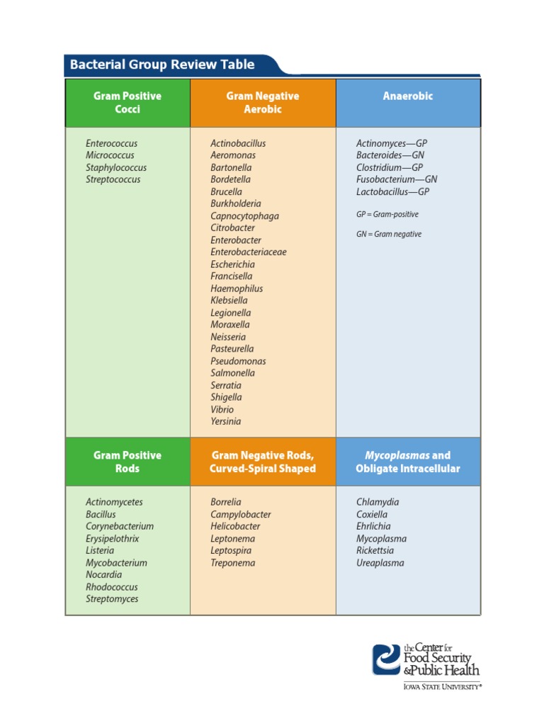Bacterial Classification Overview | PDF