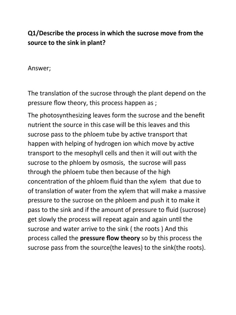Q1/Describe The Process in Which The Sucrose Move From The Source To ...