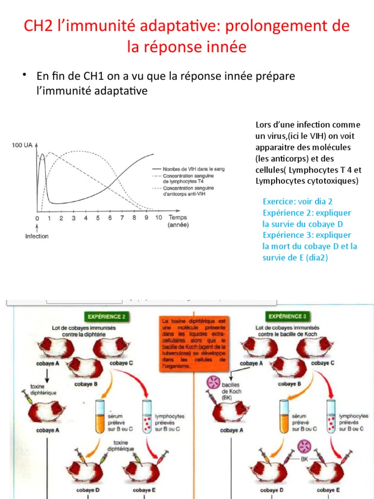 Immunité adaptative : réponses humorale et cellulaire | PDF | Système ...