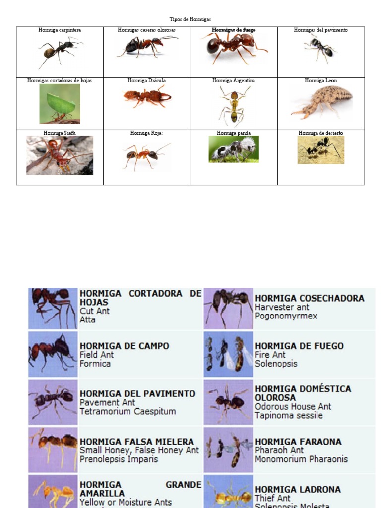 Tipos De Hormigas Pdf
