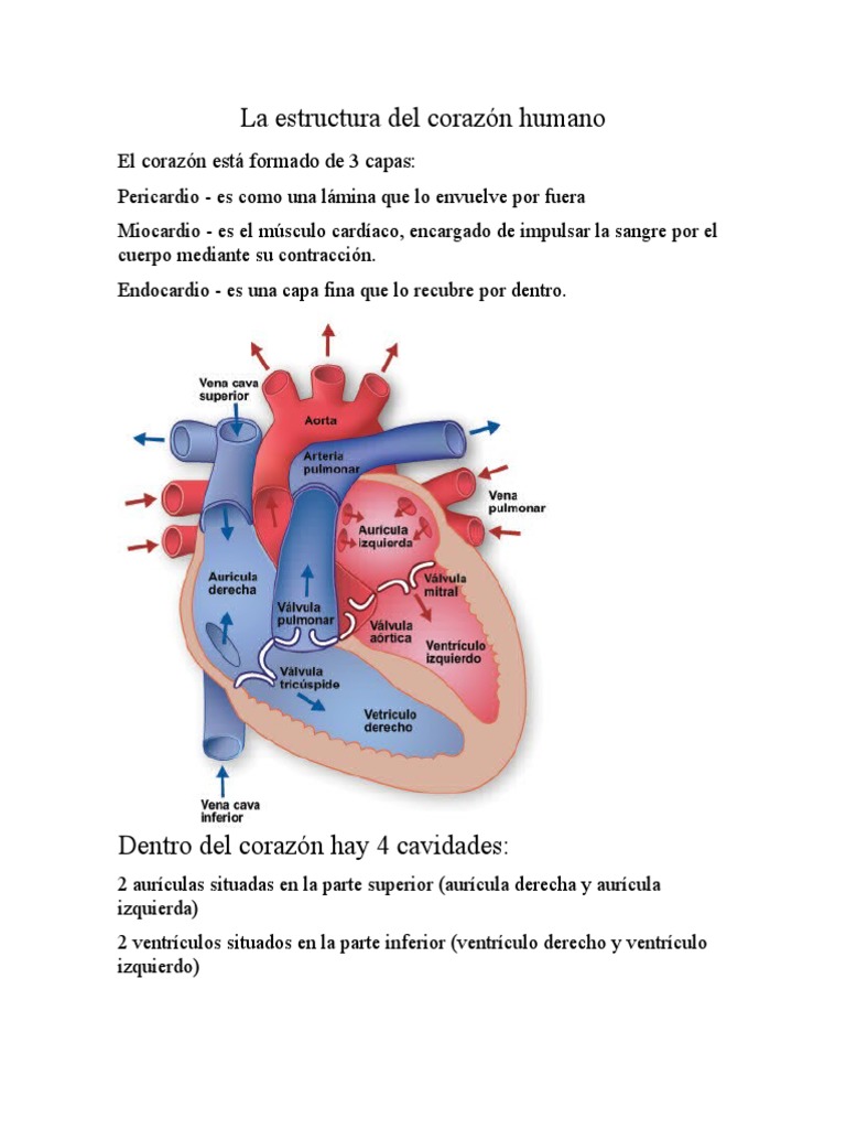 La Estructura Del Corazón Humano | PDF