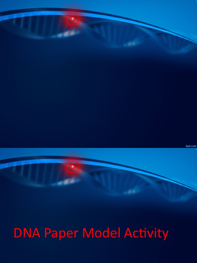 DNA Paper Model Activity | PDF