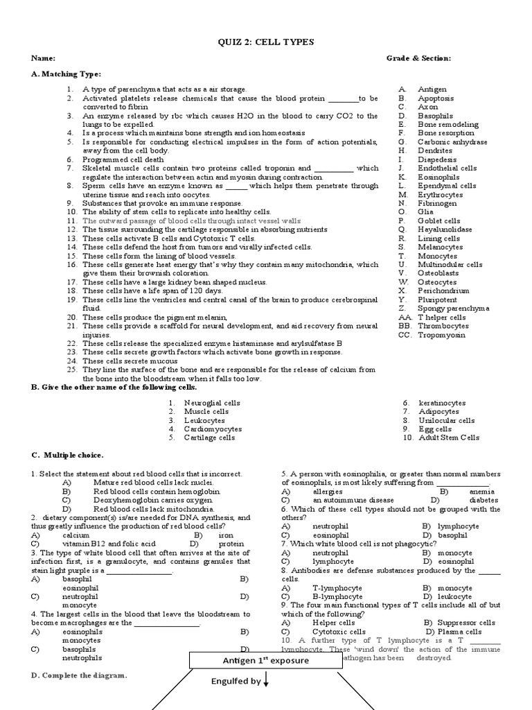GENERAL BIOLOGY Cell Types Quiz | PDF | White Blood Cell | Lymphocyte
