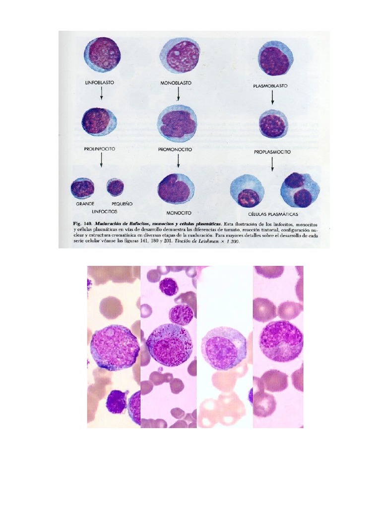 Maduracion de Celulas Sanguineas | PDF