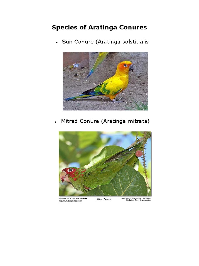 Species of Aratinga Conures PDF | PDF