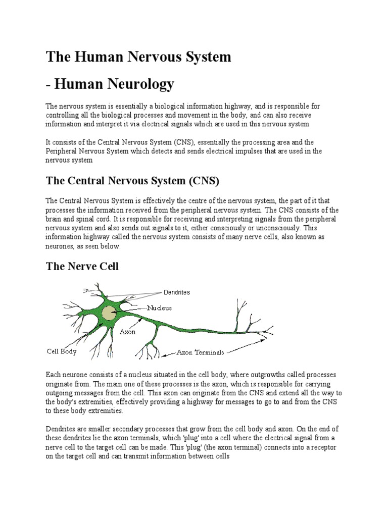 The Human Nervous Syste1 | PDF | Nervous System | Chemical Synapse