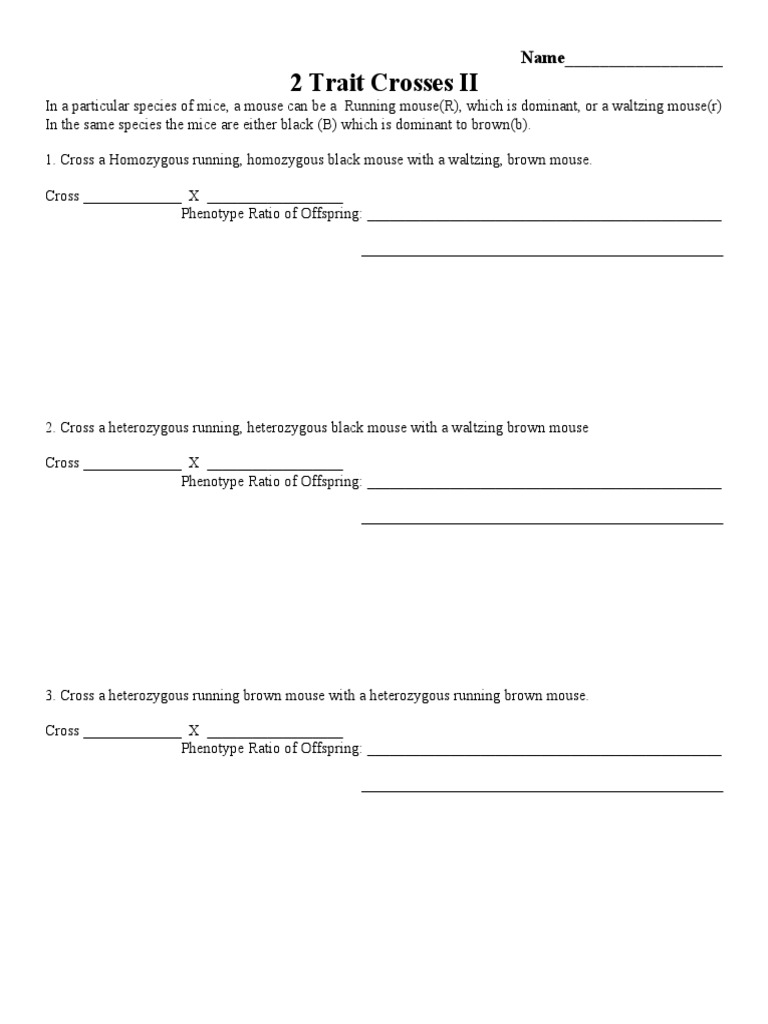 2 Trait Punnett Squares II | PDF | Zygosity | Genotype