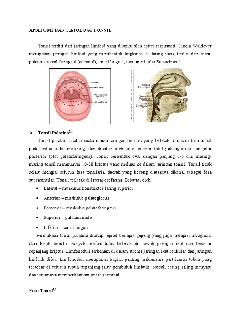Anatomi Dan Fisiologi Tonsil | PDF