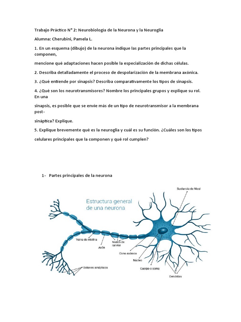 TP 2 Neuro | PDF | Sinapsis | Neurofisiología