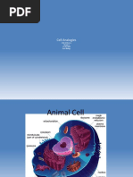 Cell and Football Stadium Analogies | PDF | Cell (Biology) | Cell Nucleus