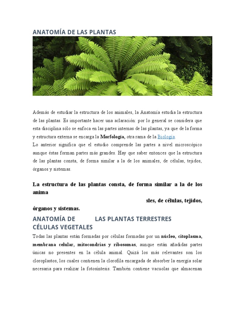 Anatomía de Las Plantas | PDF | Tallo de la planta | Plantas