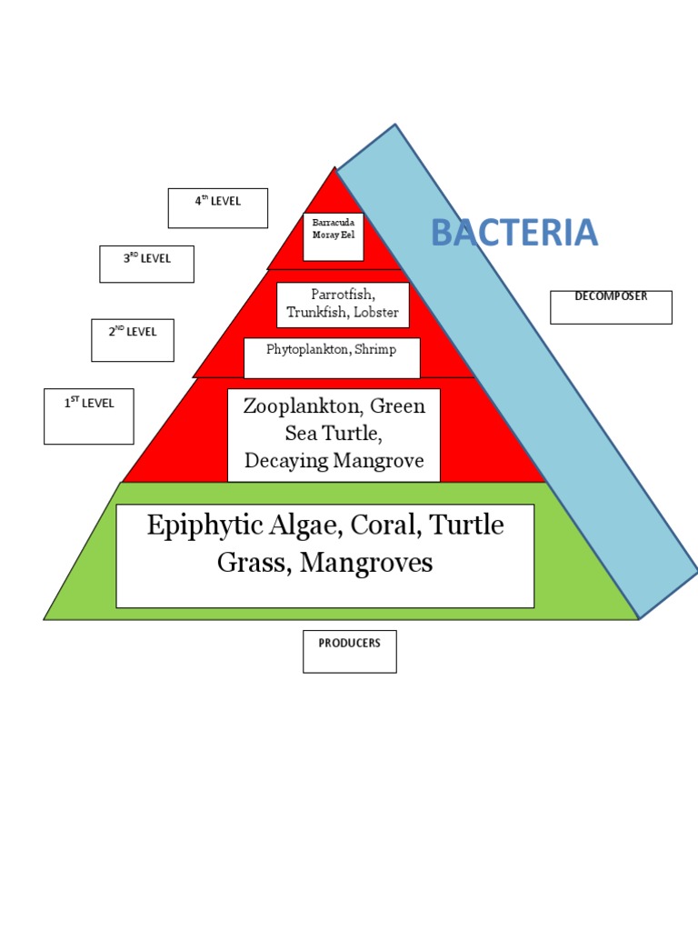Trophic Level Pyramid | PDF