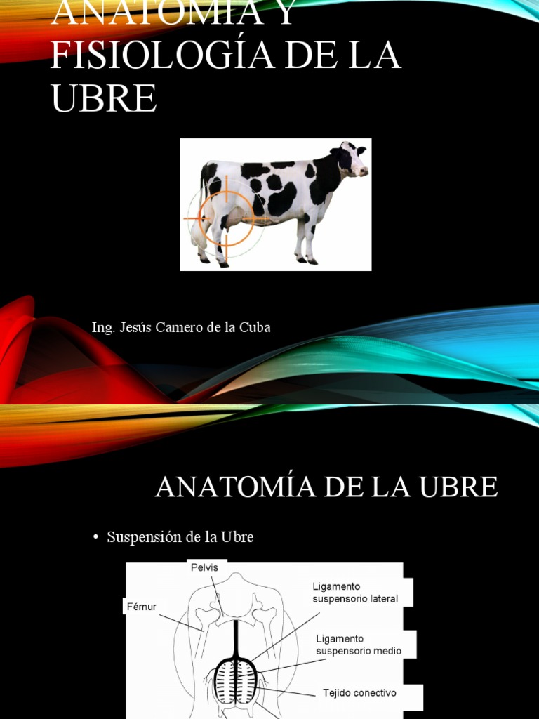 Anatomia de La Ubre | PDF | Glándula pituitaria | Leche
