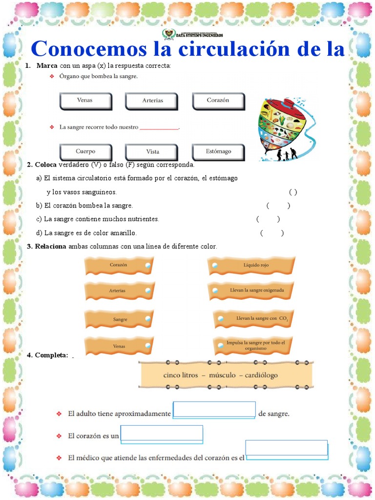 Ficha de Actividad - Sistema Circulatorio | PDF