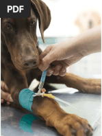 IRIS Pocket Guide To CKD 2023 | PDF | Chronic Kidney Disease | Creatinine