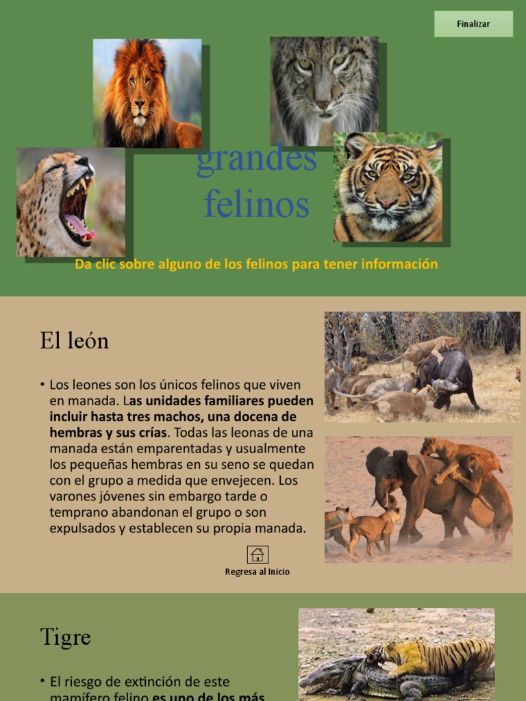 Grandes Felinos | PDF