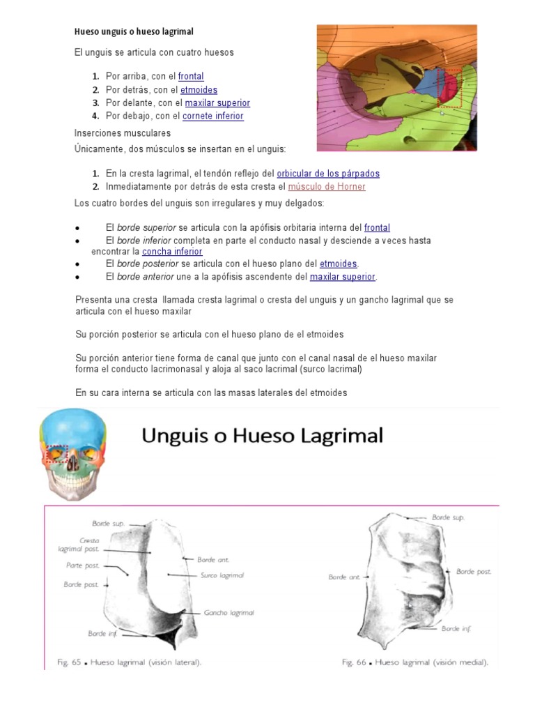 Hueso Unguis o Hueso Lagrimal | PDF