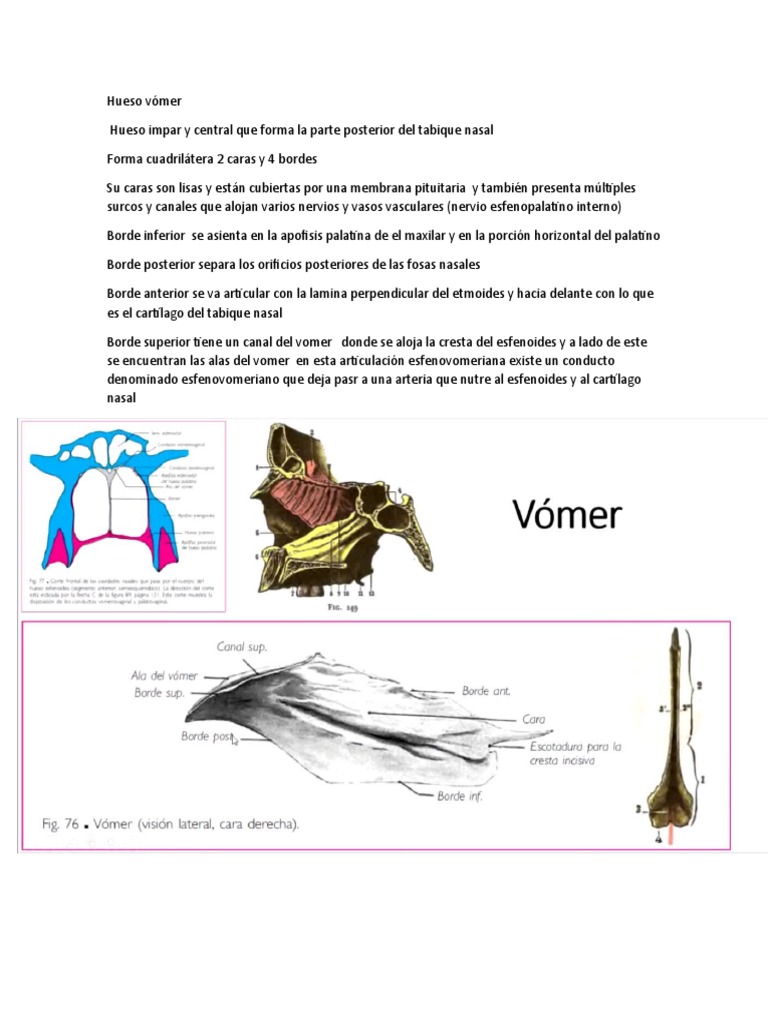 Anatomía del Hueso Vómer y Sus Partes | PDF | Estudios de idiomas ...