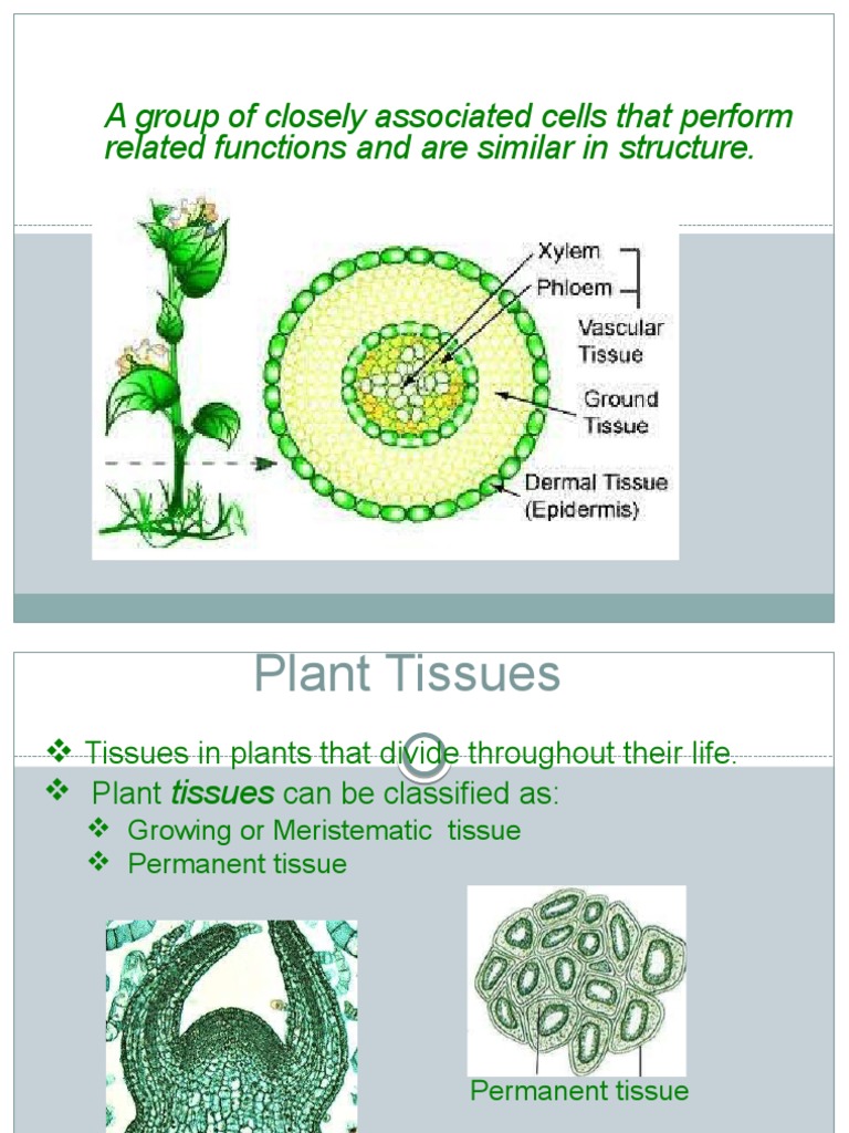 Plant Tissue Meristematic And Permanent