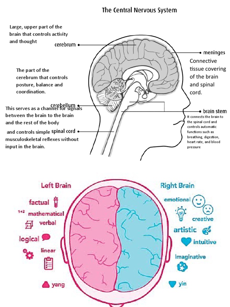 Connective Tissue Covering of The Brain and Spinal Cord | PDF