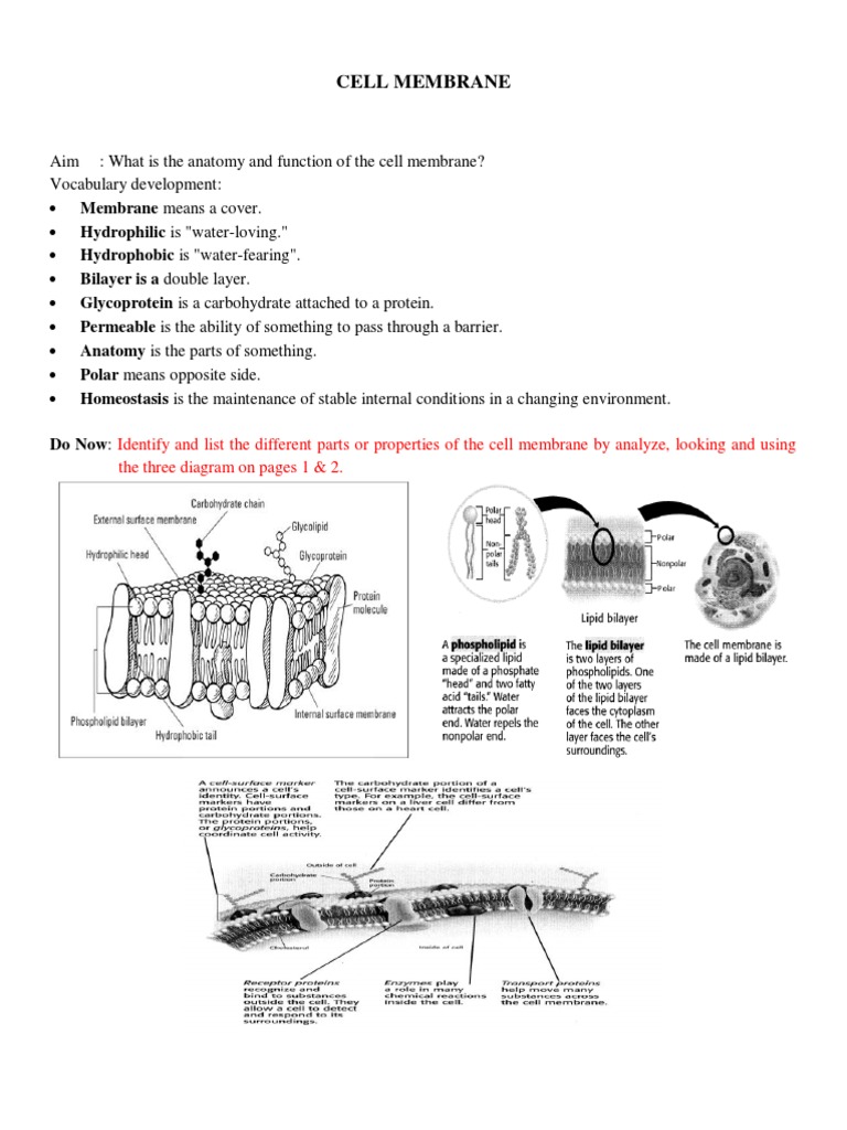 Cell Mebrane | PDF | Cell Membrane | Lipid Bilayer