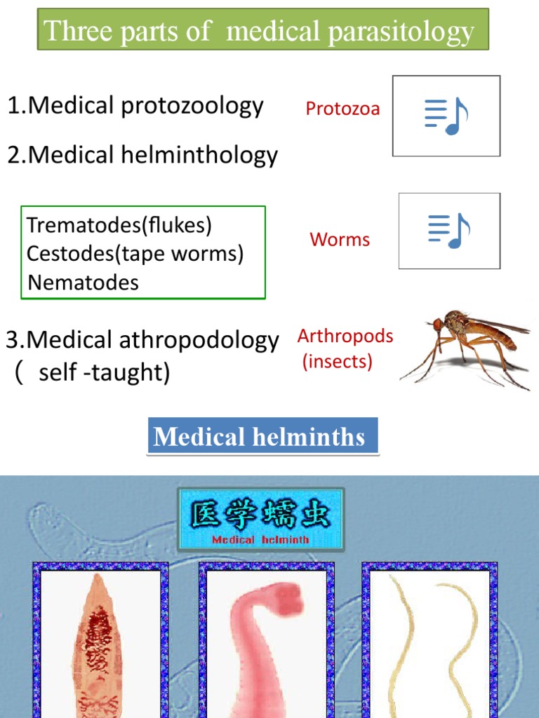 Three Parts of Medical Parasitology: 1.medical Protozoology 2.medical ...