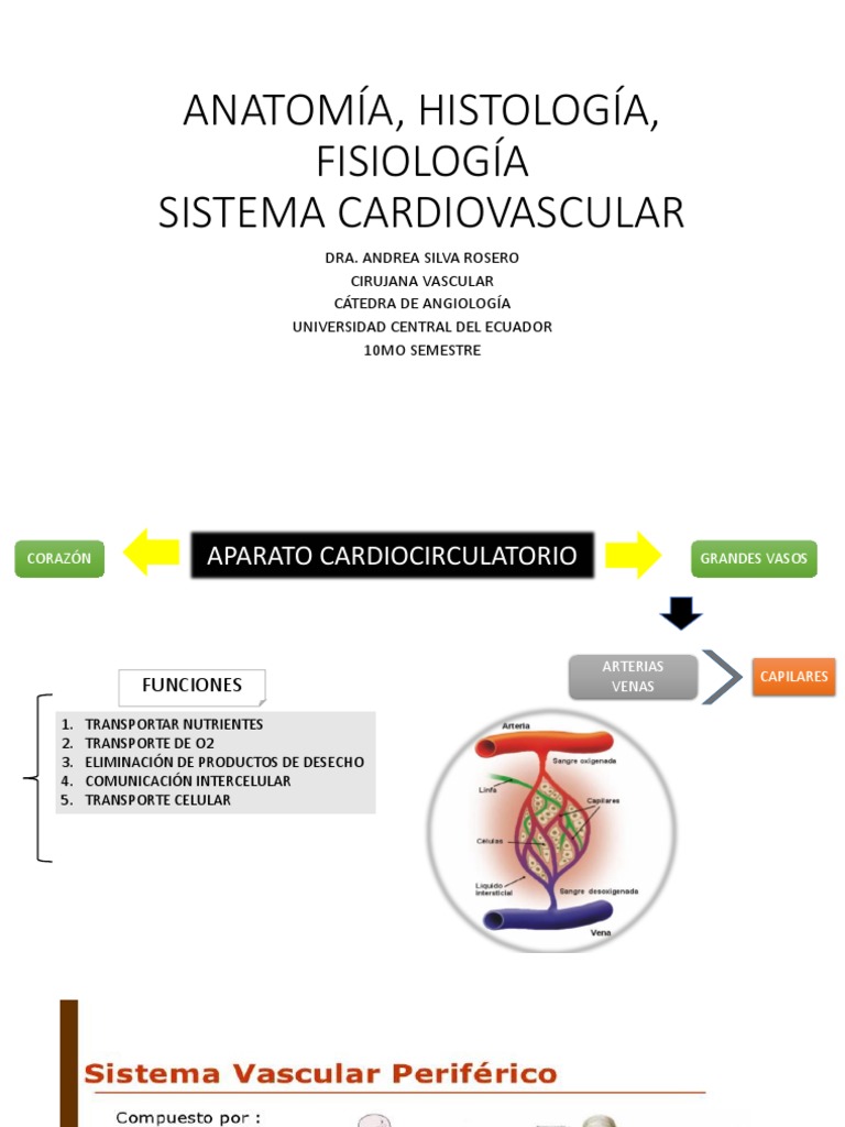 Anatomía Sistema Vascular | PDF