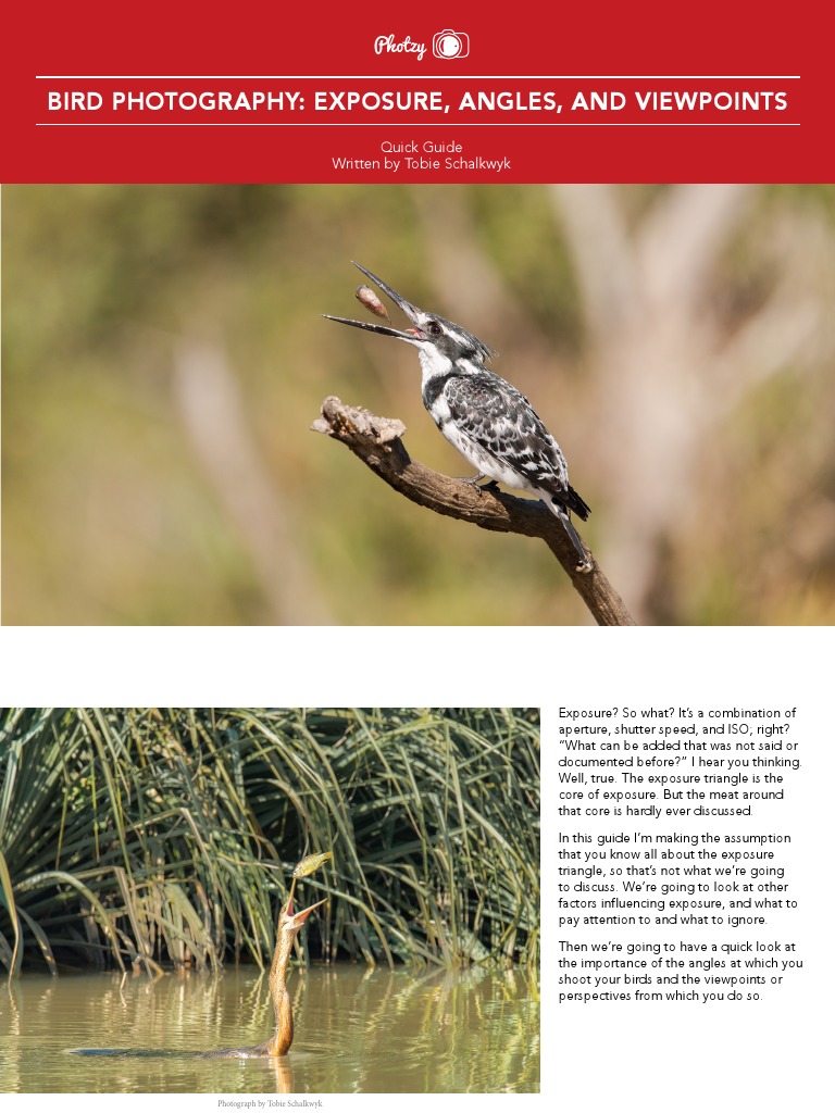 Bird Photography: Exposure, Angles, and Viewpoints: Photzy | PDF