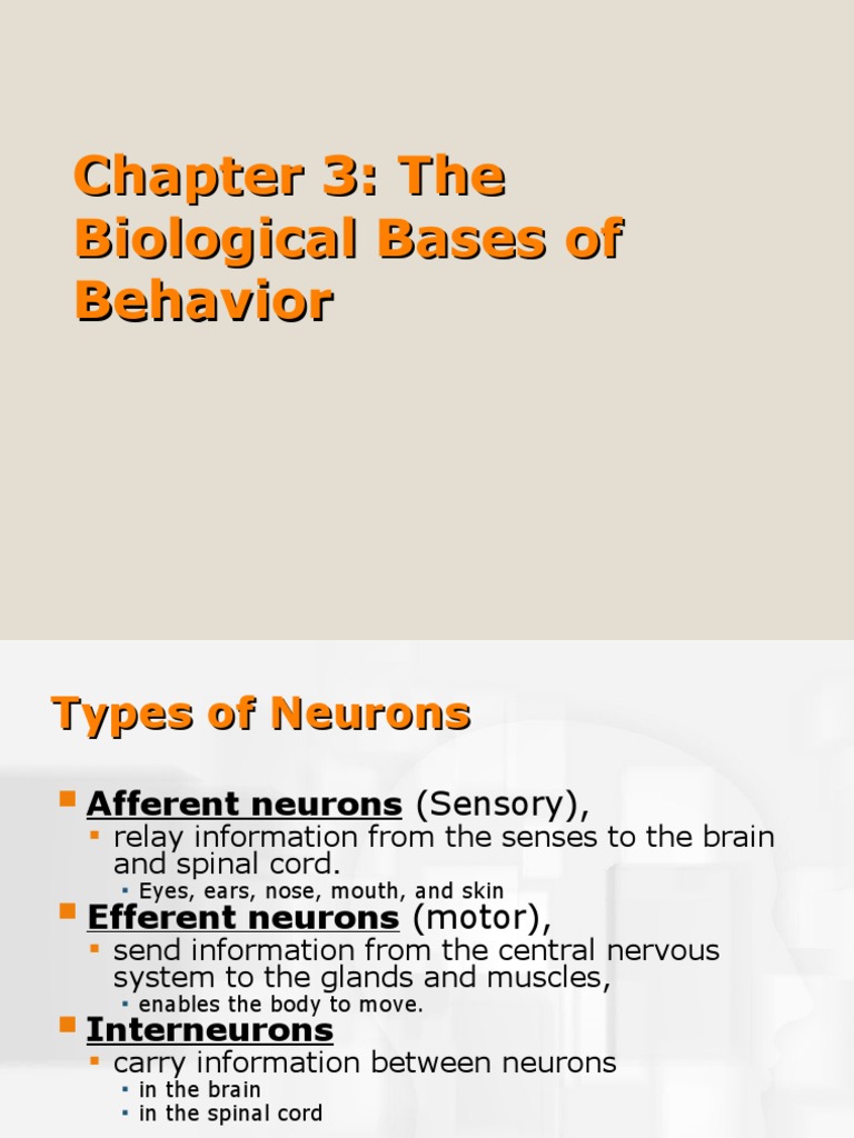 Chapter 3: The Biological Bases of Behavior | PDF | Neuron | Brain