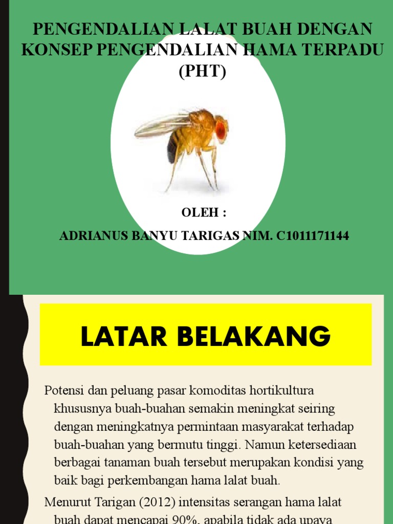 Pengendalian Lalat Buah PHT | PDF | Sains & Matematika | Teknologi ...