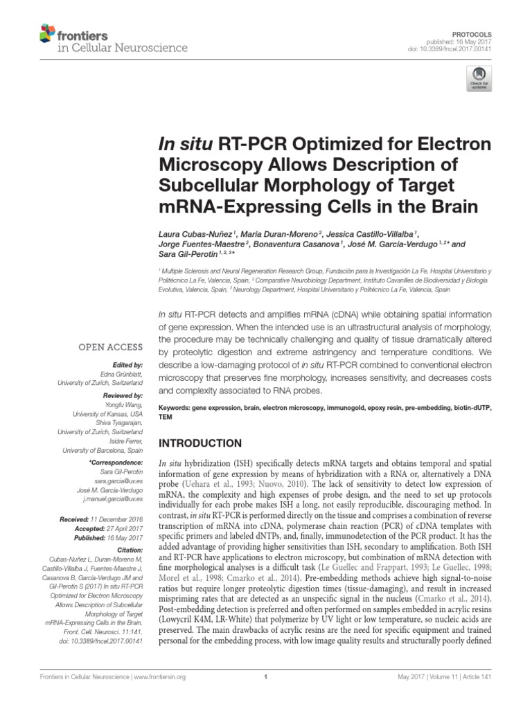 In Situ RT-PCR Optimized For Electron Microscopy A | PDF | Reverse ...