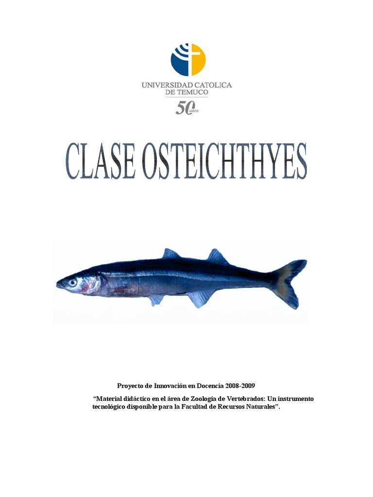 Anatomía de los Peces Óseos Osteíctios | PDF | Músculo | Pescado