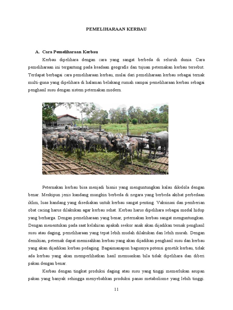Pemeliharaan Kerbau | PDF