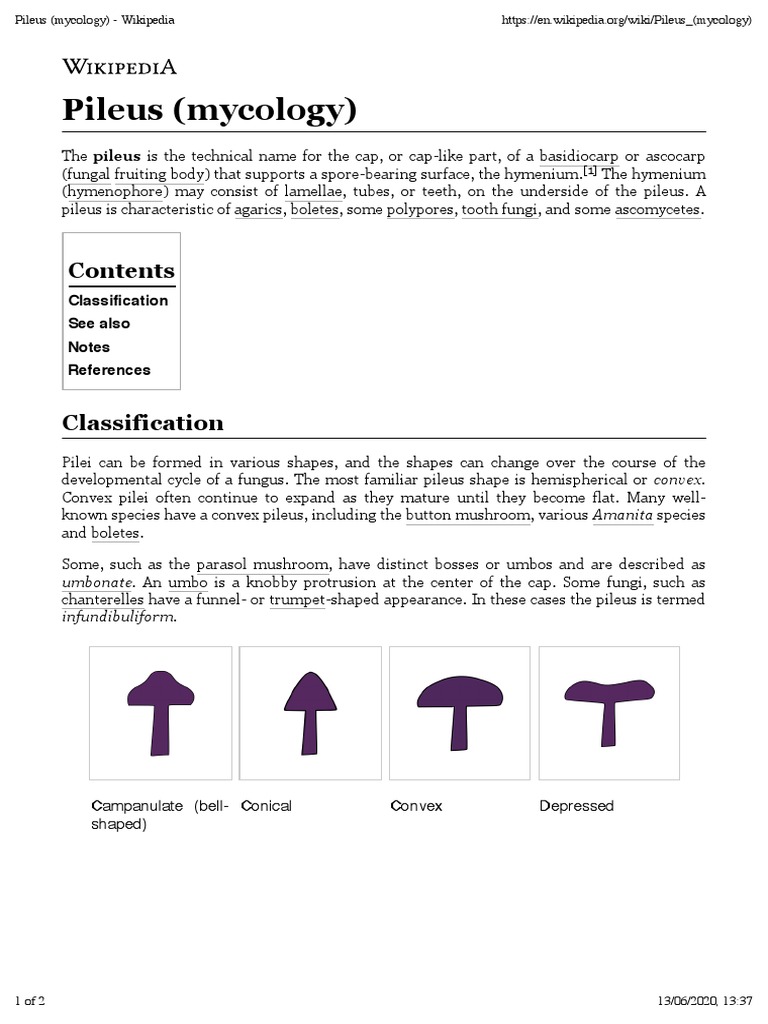 Pileus (Mycology) - Wikipedia | PDF | Mushroom Types | Mycology