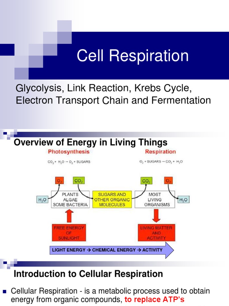 Cell Respiration: Glycolysis, Link Reaction, Krebs Cycle, Electron ...