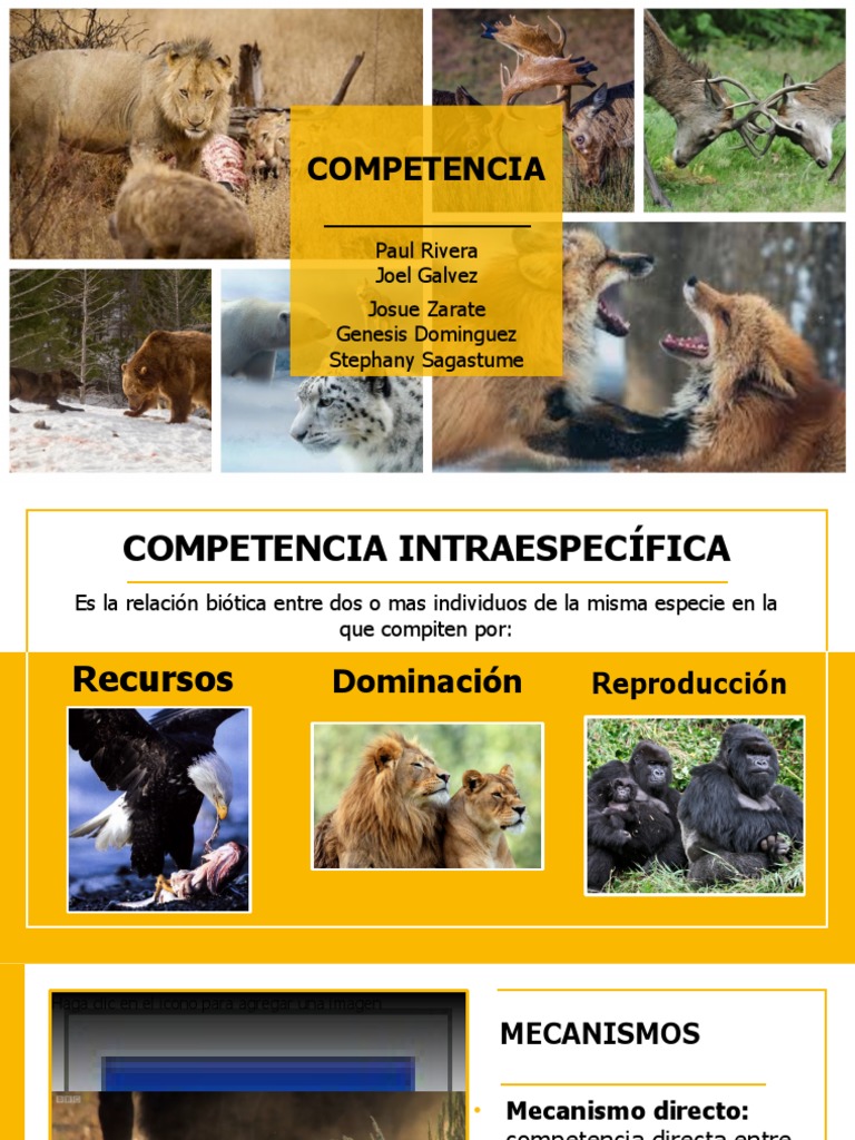 Competencia Ecologia