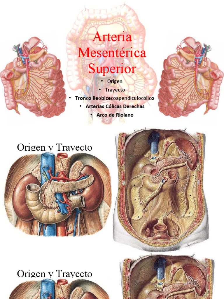 Mesenterica Superior | PDF | Anatomia animal | Anatomía