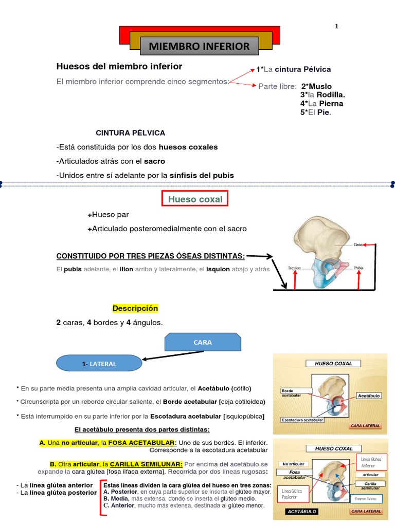 Miembro Inferior PDF | PDF | Anatomía del miembro inferior ...