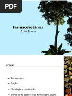Raízes Adventícias: Exemplos e Funções | PDF | Raiz | Morfologia vegetal