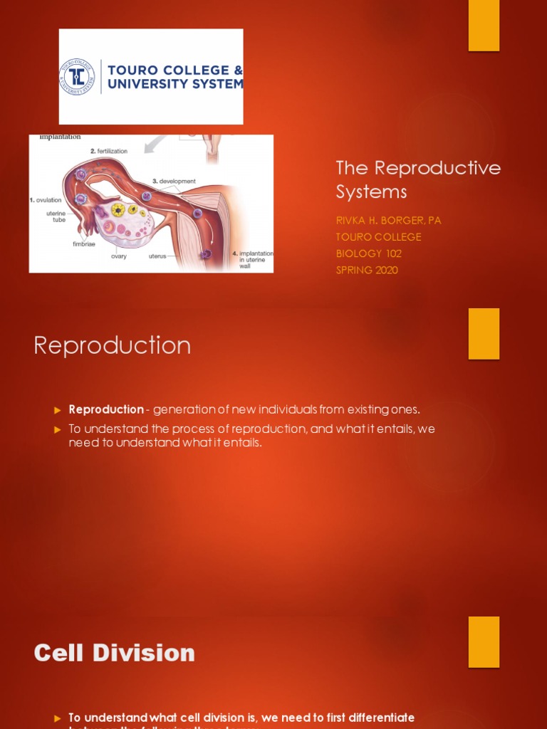 The Reproductive Systems: Rivka H. Borger, Pa Touro College Biology 102 ...