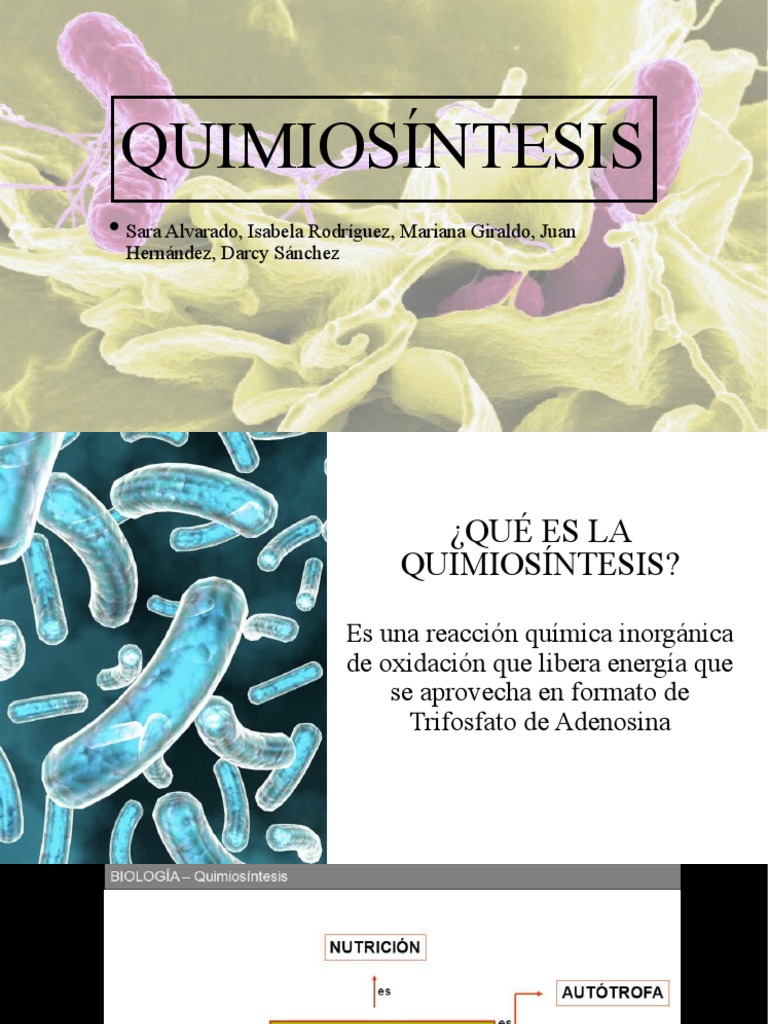 Quimiosíntesis Micro | PDF | Trifosfato de adenosina | Las bacterias