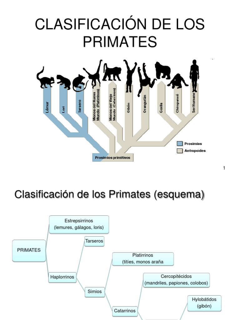Clasificación de Los Primates | PDF | Chimpancé | Mono