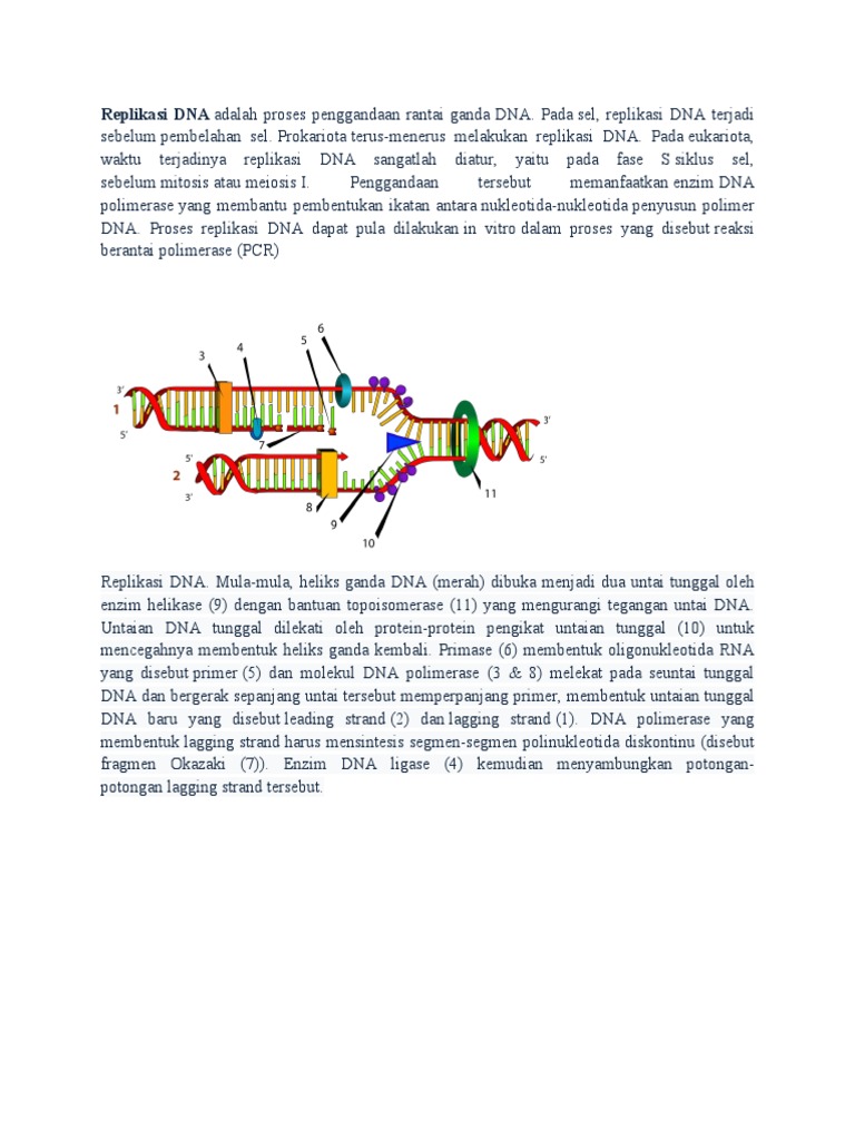 Replikasi DNA | PDF | Kajian Bahasa Asing