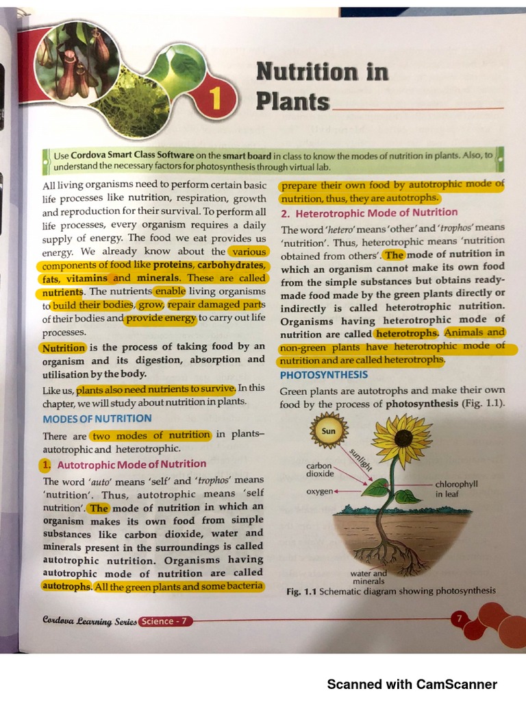 Nutrition in Plants | PDF