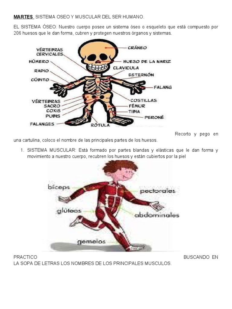 Sistema Oseo y Muscular Del Ser Humano | PDF | Salud y bienestar